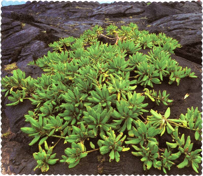 Pattern Lens Cleaning Cloth #A60113824 | Zenni Optical